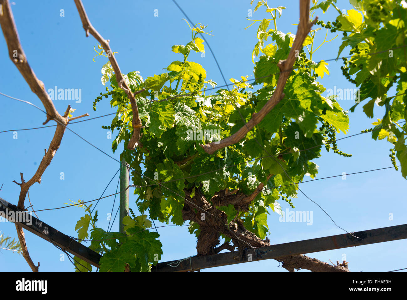 Grapevine pergola hi-res stock photography and images - Alamy