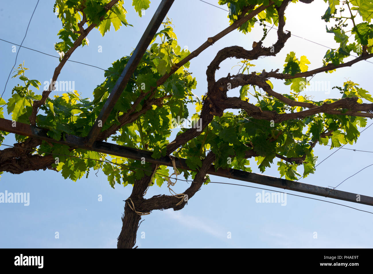 Grapevine pergola hi-res stock photography and images - Alamy