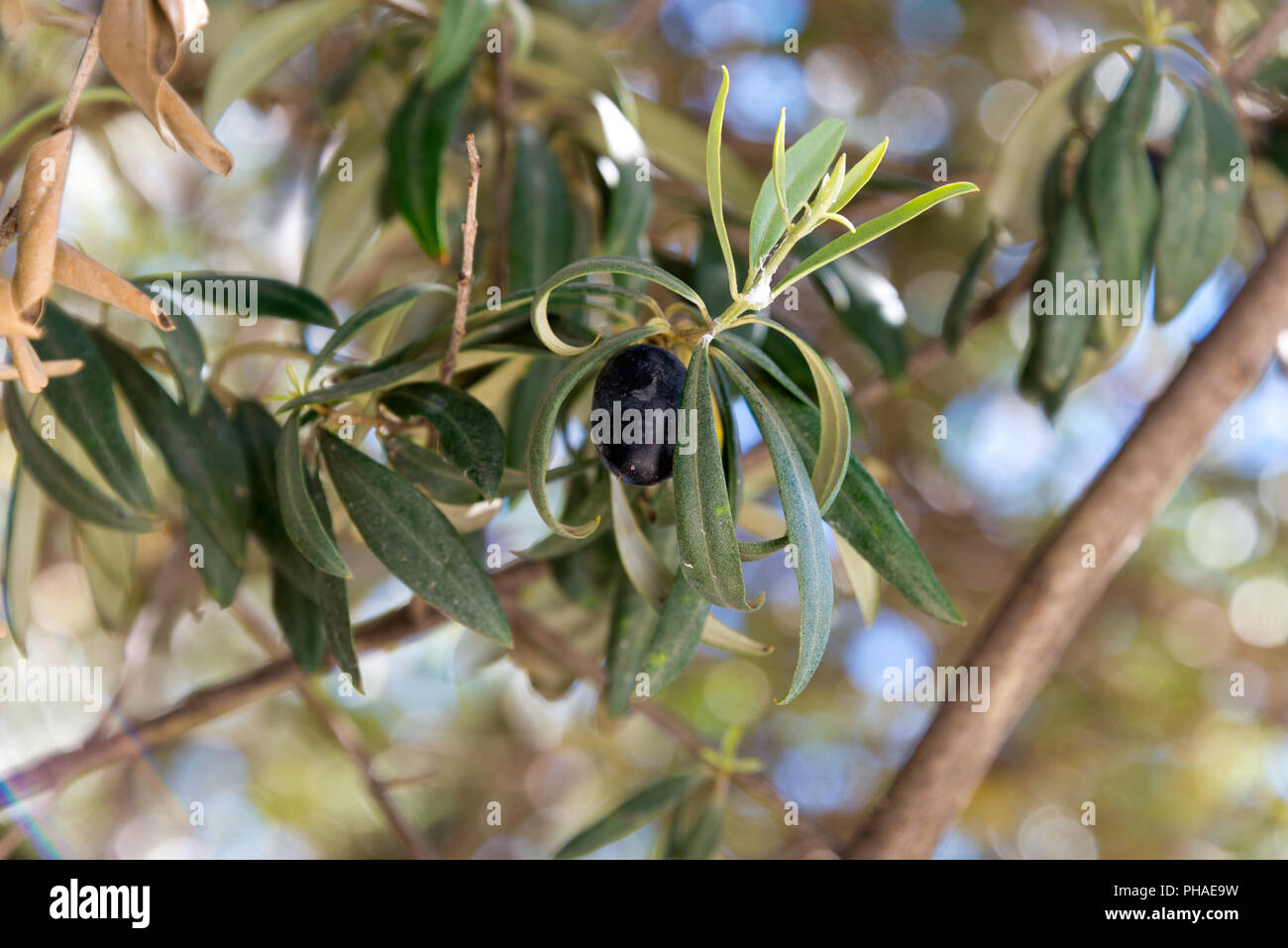 Black Olives Growing On Tree Stock Photos & Black Olives Growing On ...