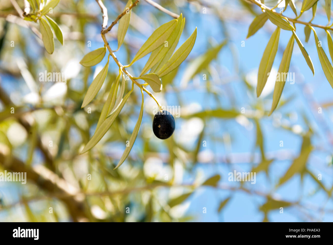 Olives growing on olive hi-res stock photography and images - Alamy
