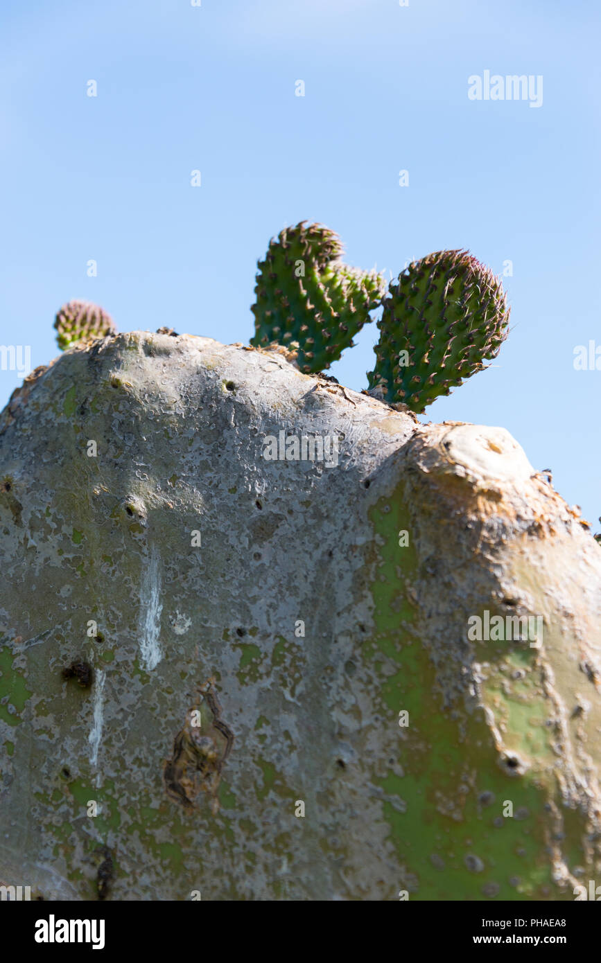 Fig cactus hi-res stock photography and images - Alamy