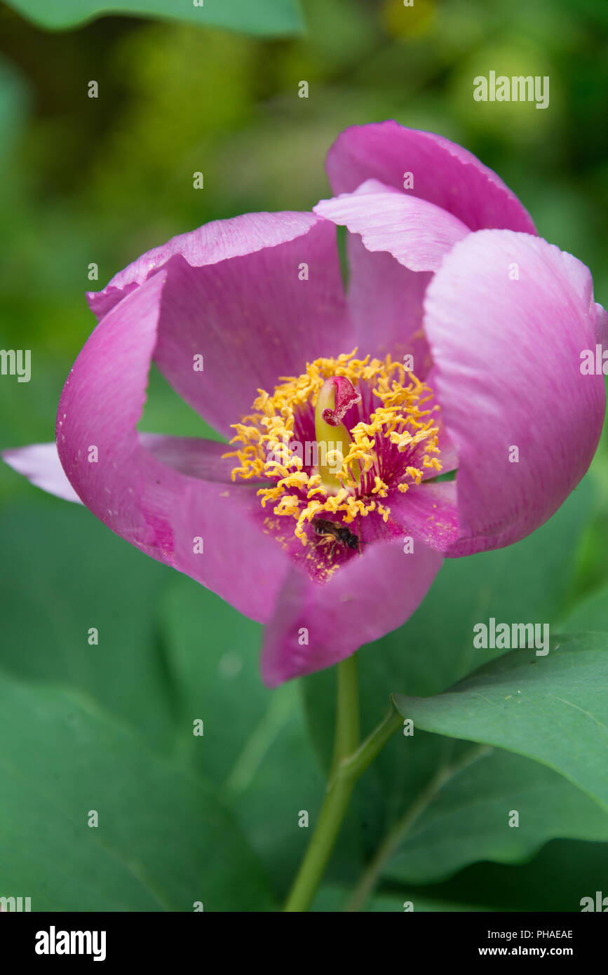 Mountain peony hi-res stock photography and images - Alamy