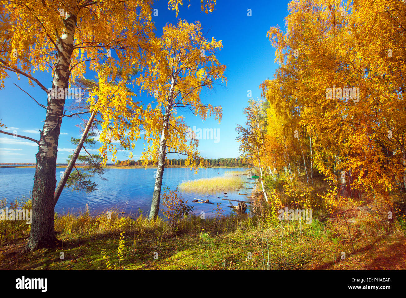 Autumnal tree at natural park hi-res stock photography and images - Alamy