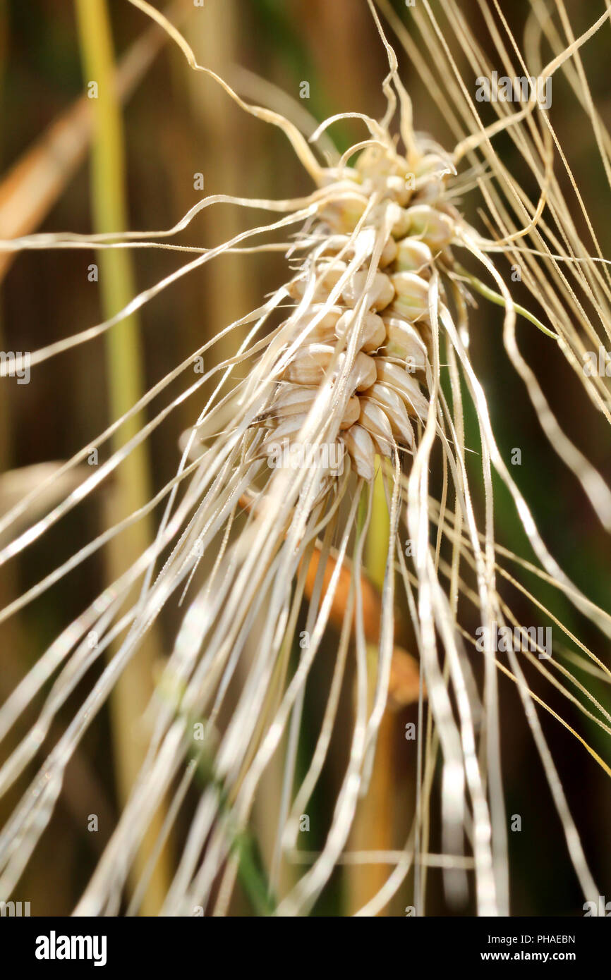 Rye in the field hi-res stock photography and images - Alamy