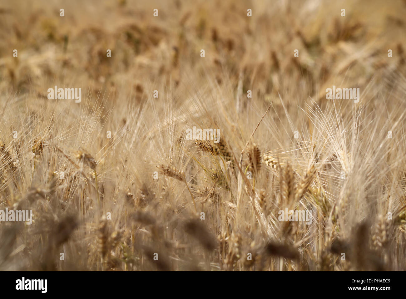 Rye in the field hi-res stock photography and images - Alamy