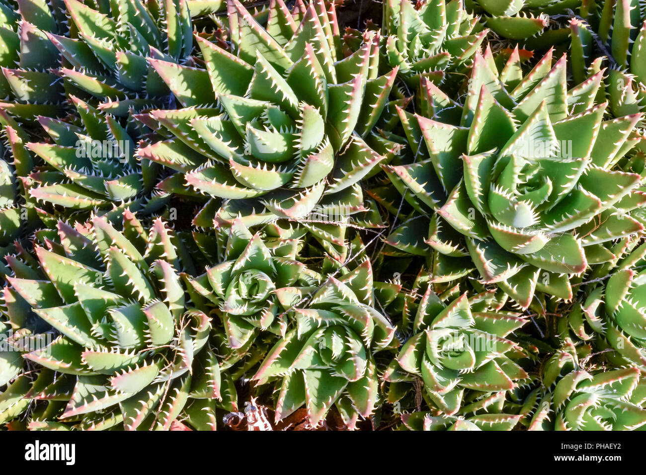 Cactus Texture Background Stock Photo - Alamy