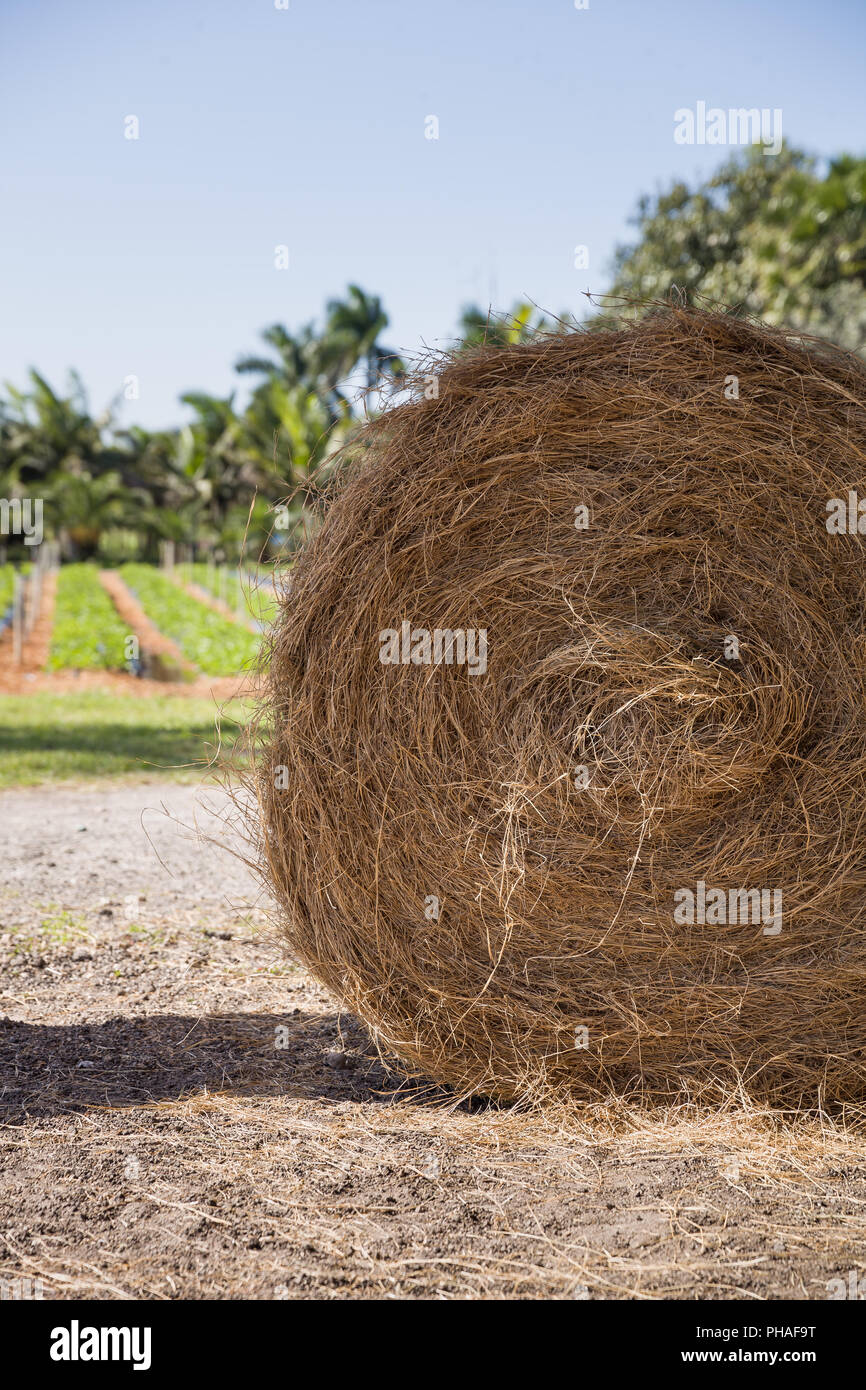 Rolls of haystack on the field. A sunny scenery with haystack in USA ...