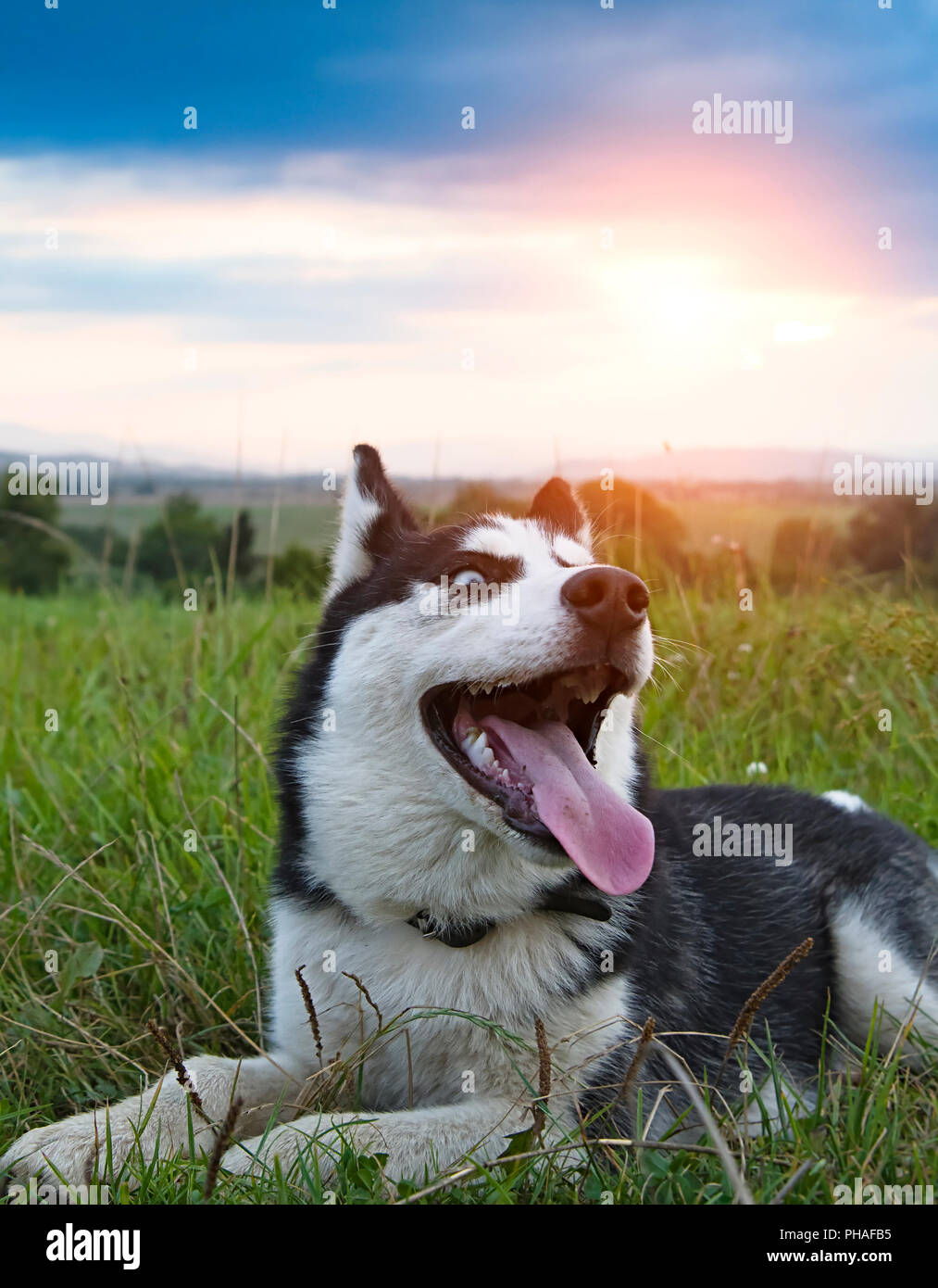 beautiful husky portrait on amazing background mountains and sunset ...