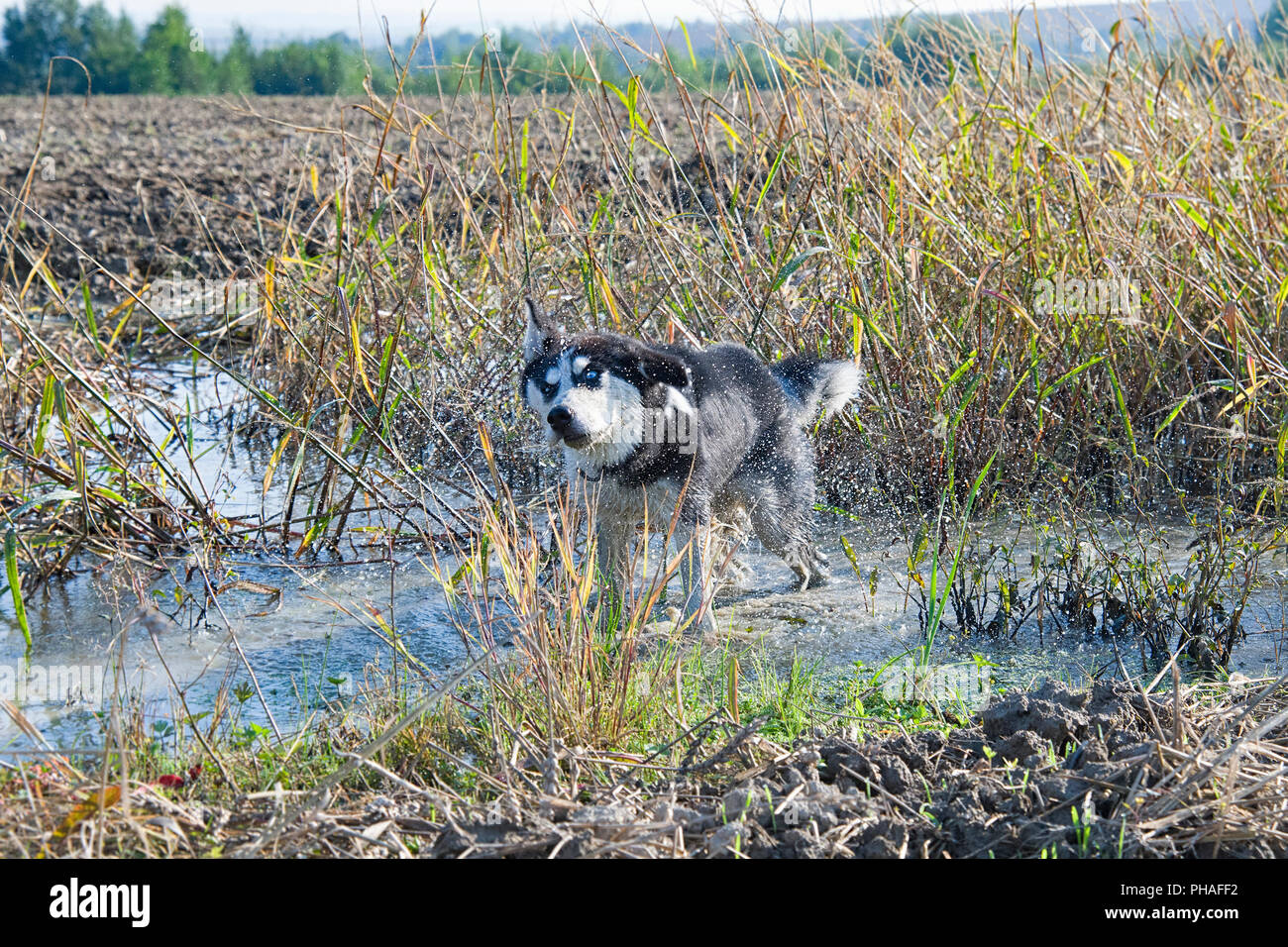 Grassy swamp hi-res stock photography and images - Alamy