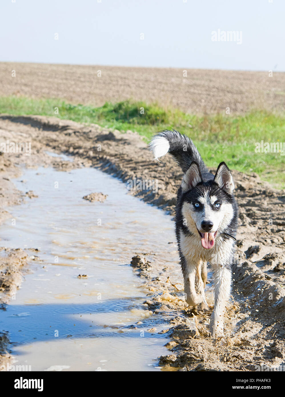 husky shaking off water in a grassy swamp in autumn Stock Photo - Alamy