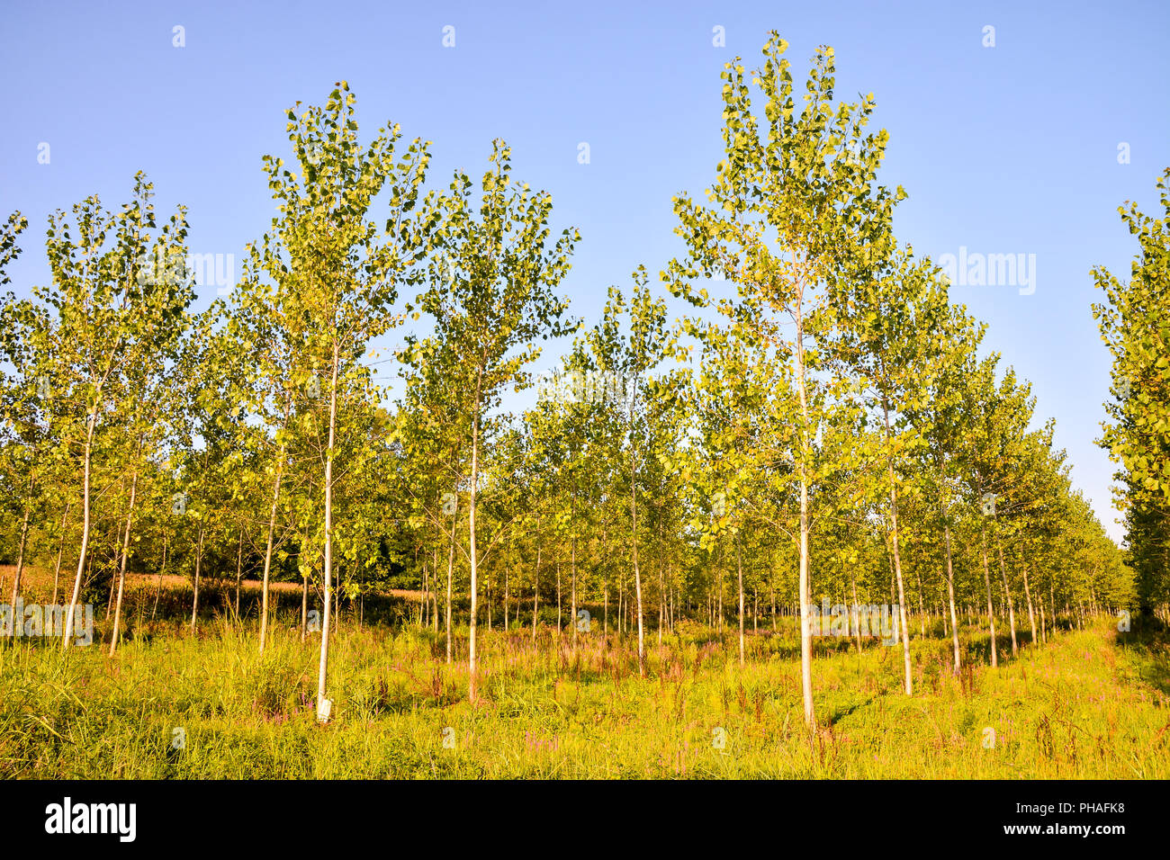 Pine Tree View Stock Photo - Alamy