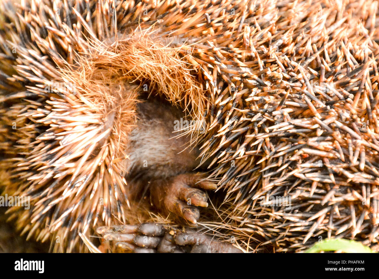 Mammal defense hi-res stock photography and images - Alamy