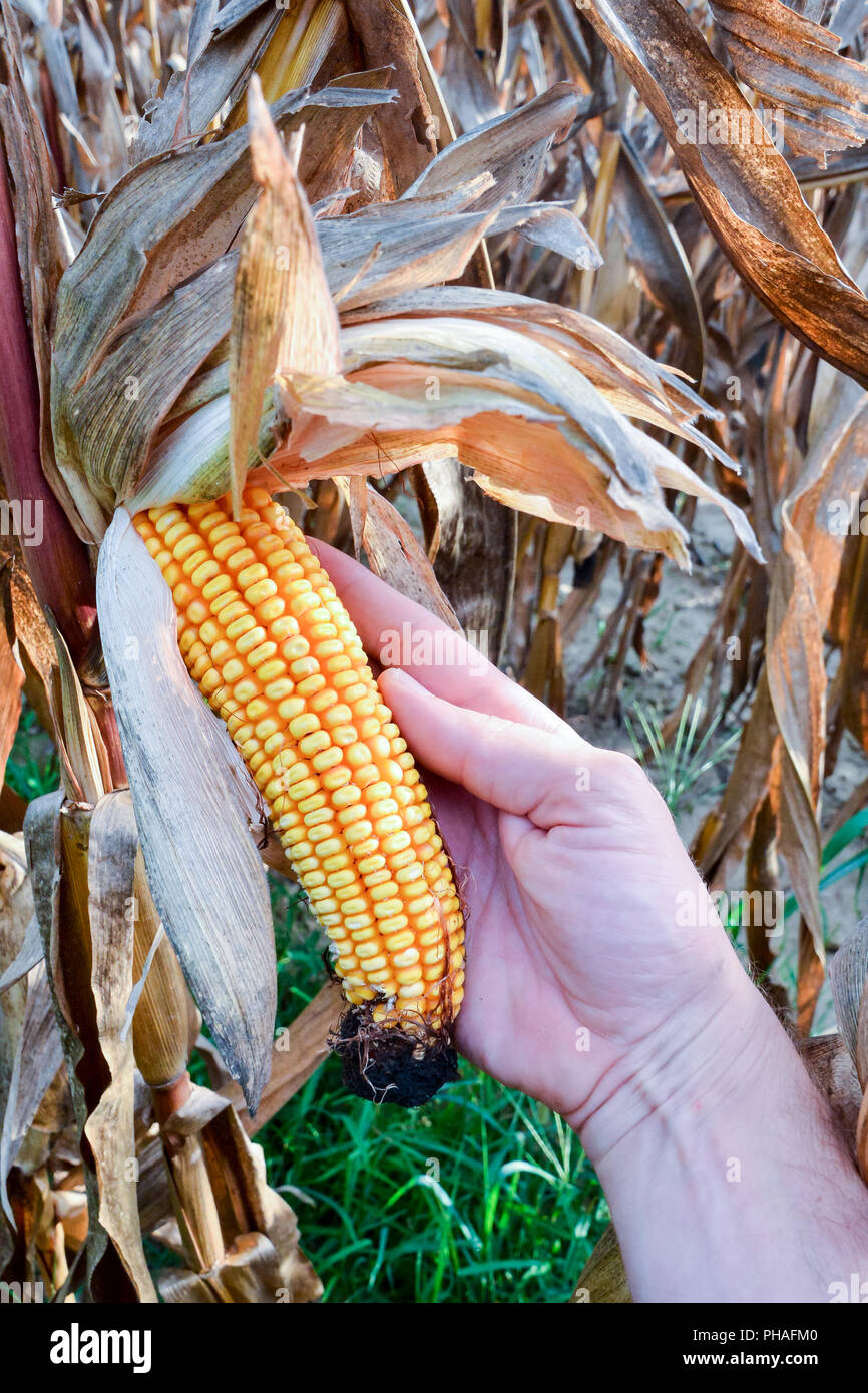 Corn Plant Background Stock Photo - Alamy