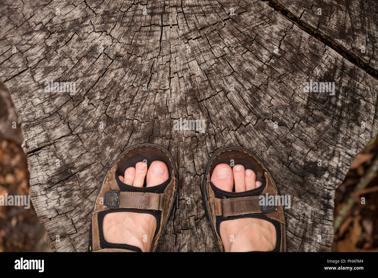 Old man tree stump hi-res stock photography and images - Alamy