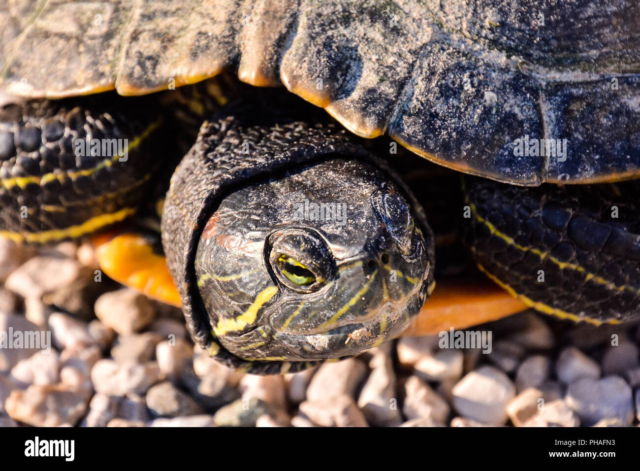 Trachemys Scripta Elegans Tortoise Stock Photo - Alamy