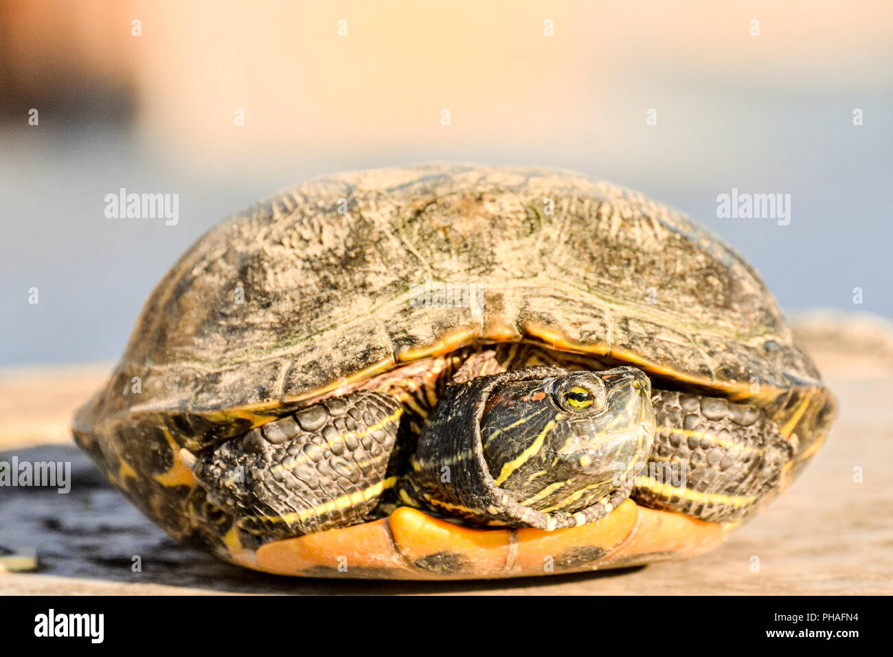 Trachemys Scripta Elegans Tortoise Stock Photo - Alamy