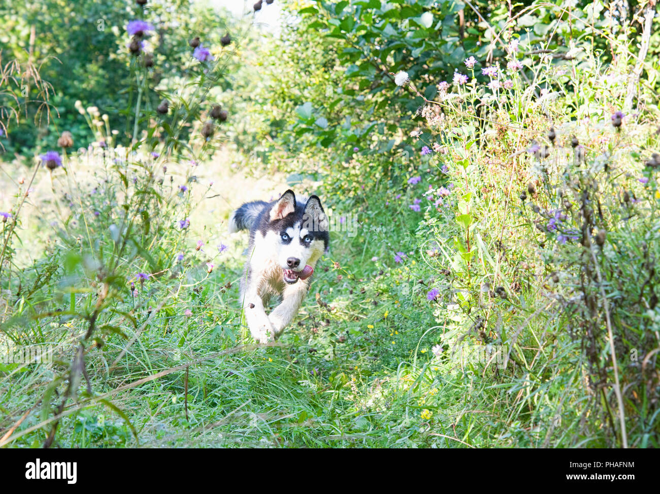 Cute siberian husky running on the grass Stock Photo - Alamy