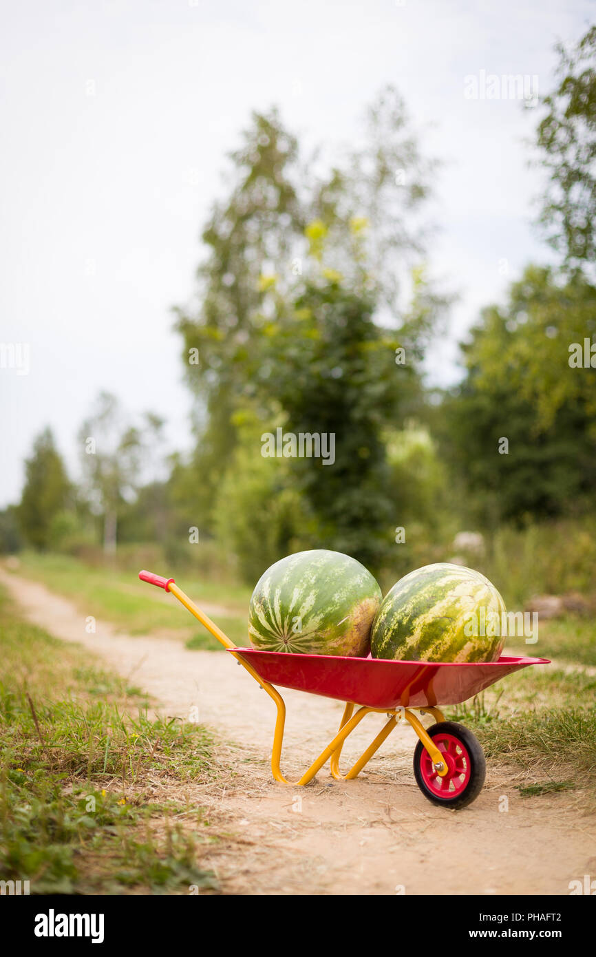 Two large watermelons on the garden cart. Harvest in the countryside ...