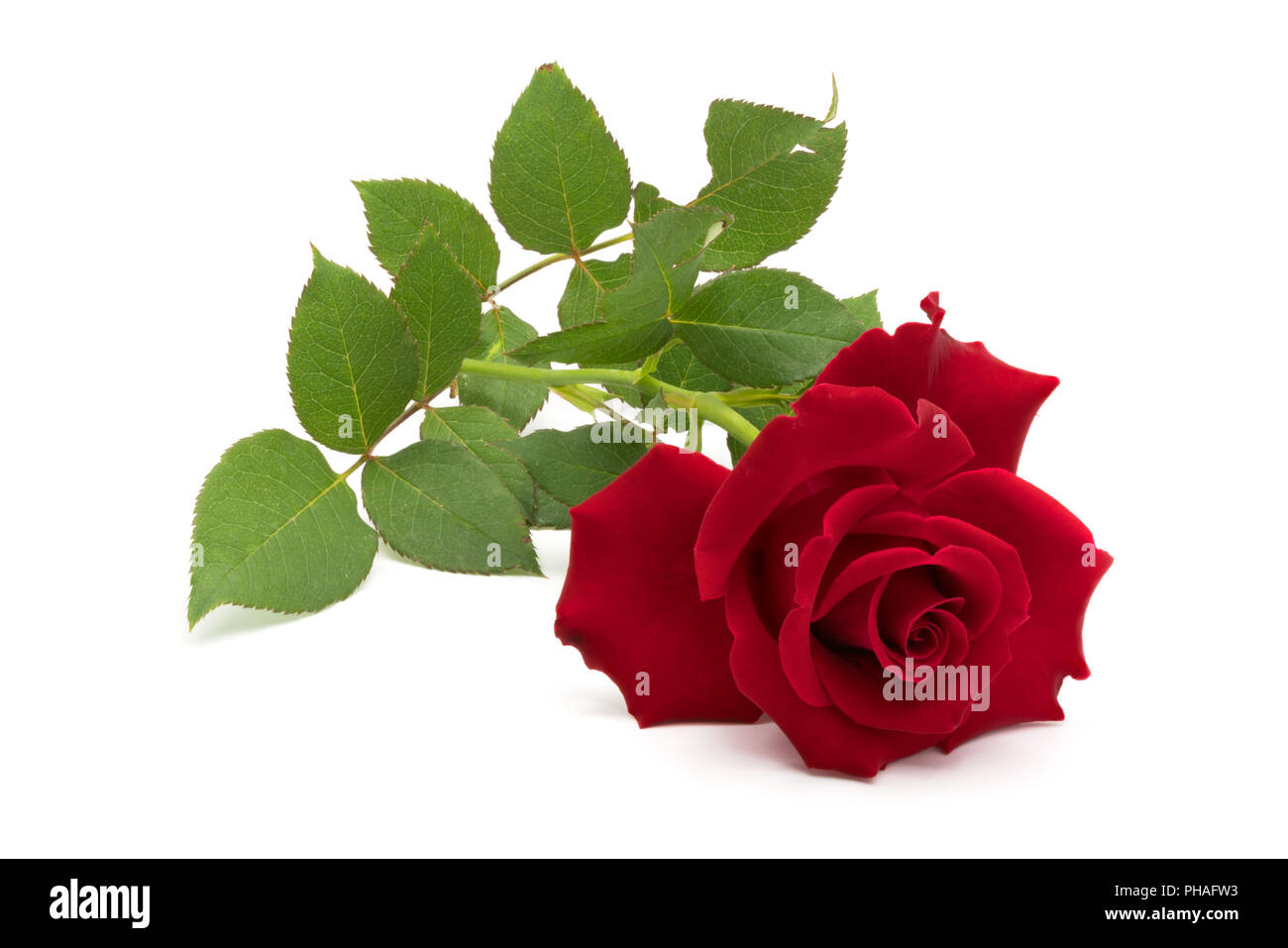 Beautiful red rose with leaves Stock Photo - Alamy