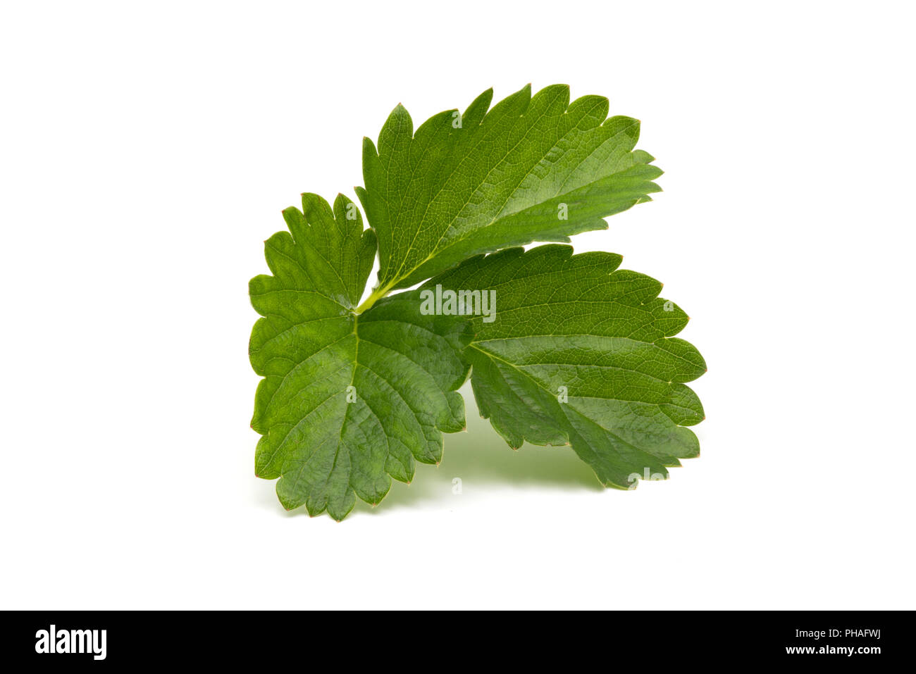 Strawberry leaf hi-res stock photography and images - Alamy