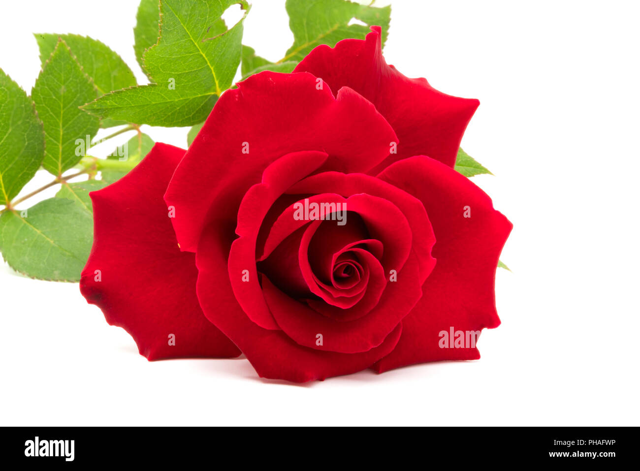 Closeup red rose petals hi-res stock photography and images - Alamy