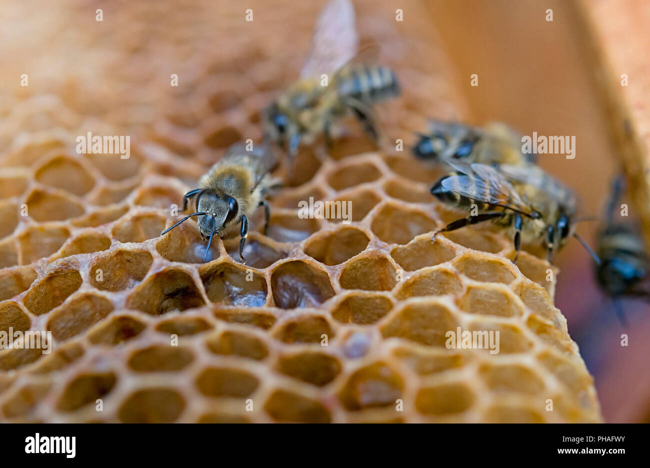 Working bee hi-res stock photography and images - Alamy