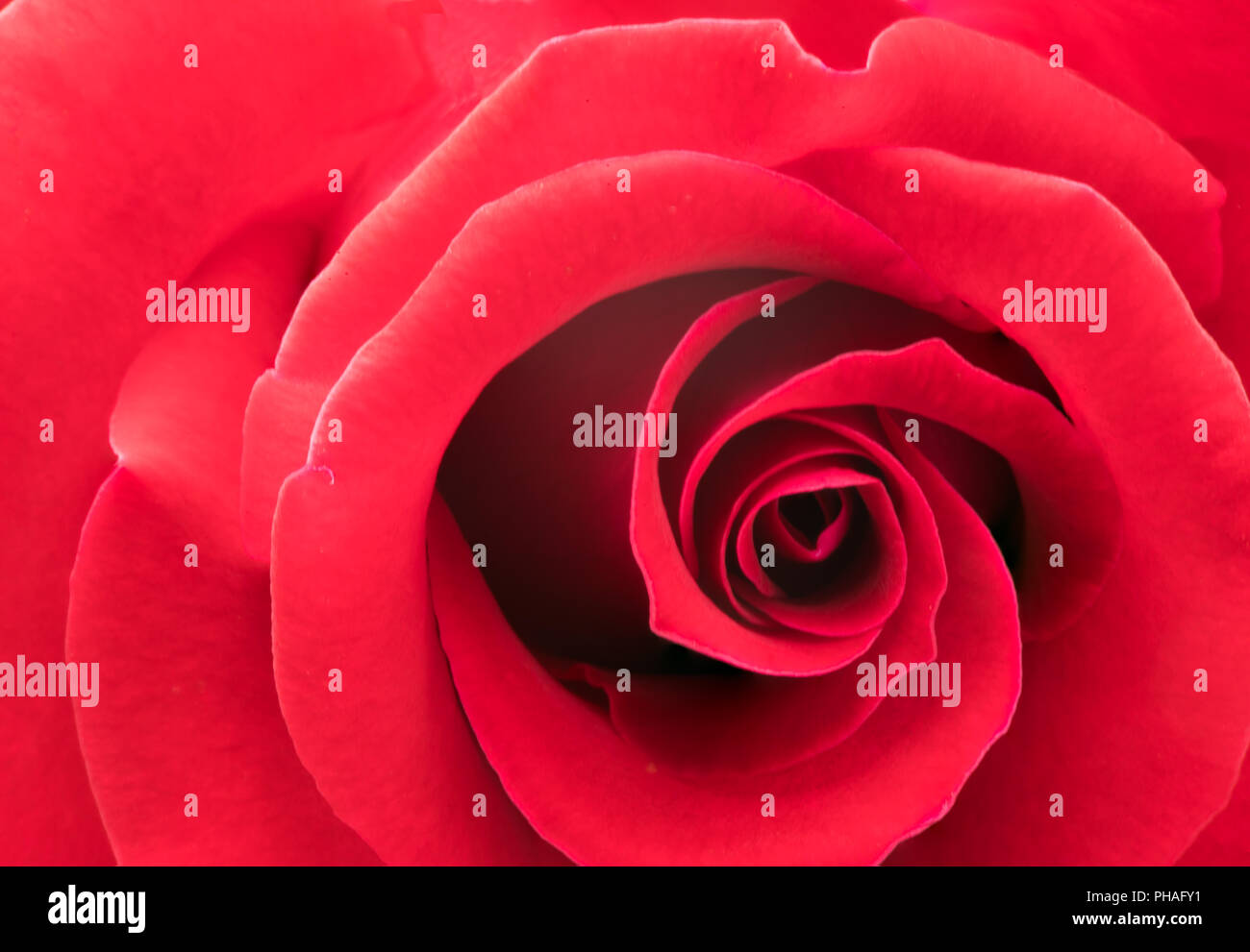Closeup of a beautiful fresh red rose flower Stock Photo - Alamy