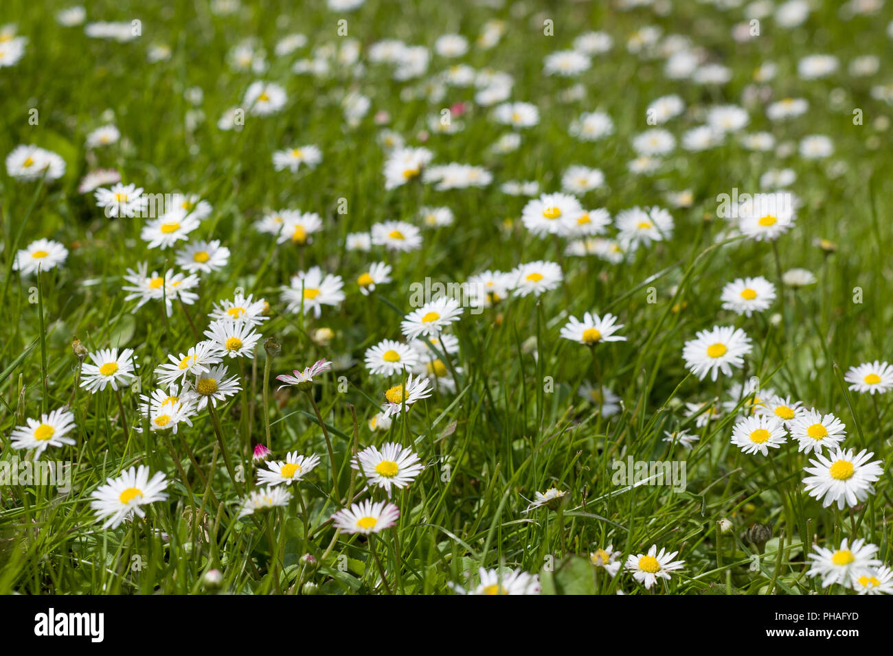 Beautiful blooming daisy field. Spring Easter flowers. Daisy flower ...