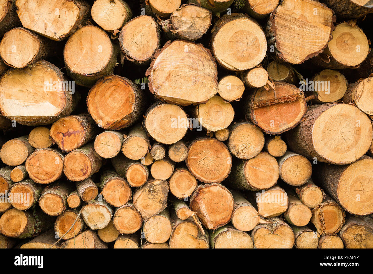 Cross section of the timber, cut trees, firewood stack for the ...