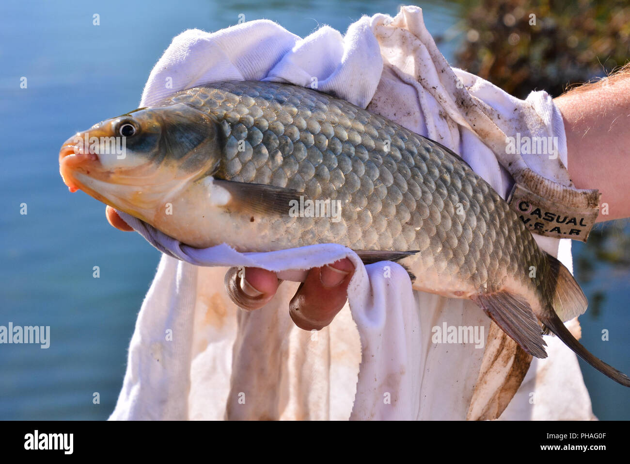 Catched fish hi-res stock photography and images - Alamy