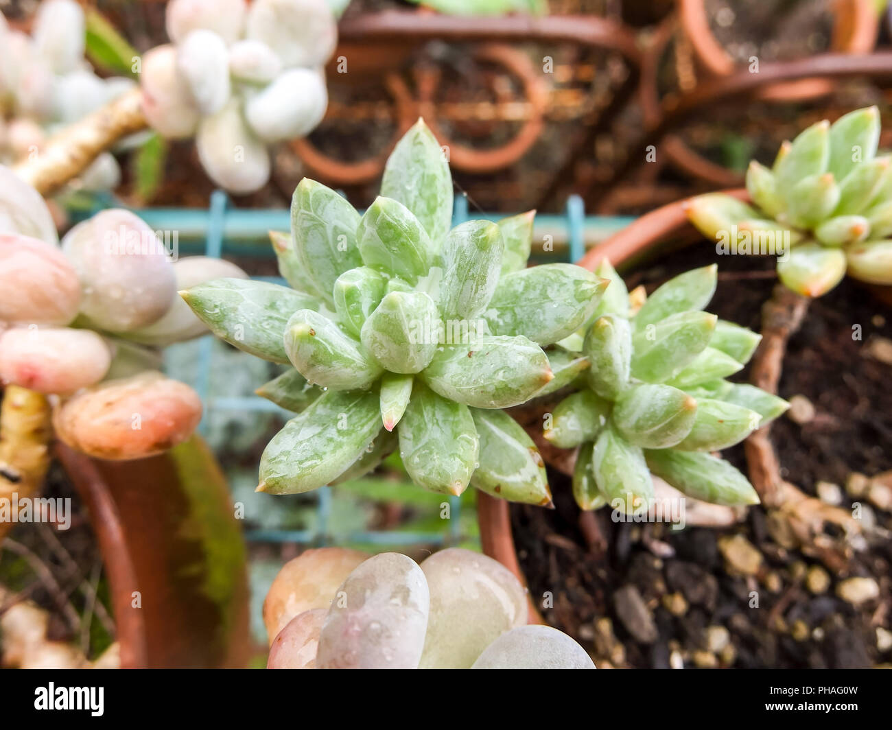 Cactus Texture Background Stock Photo - Alamy