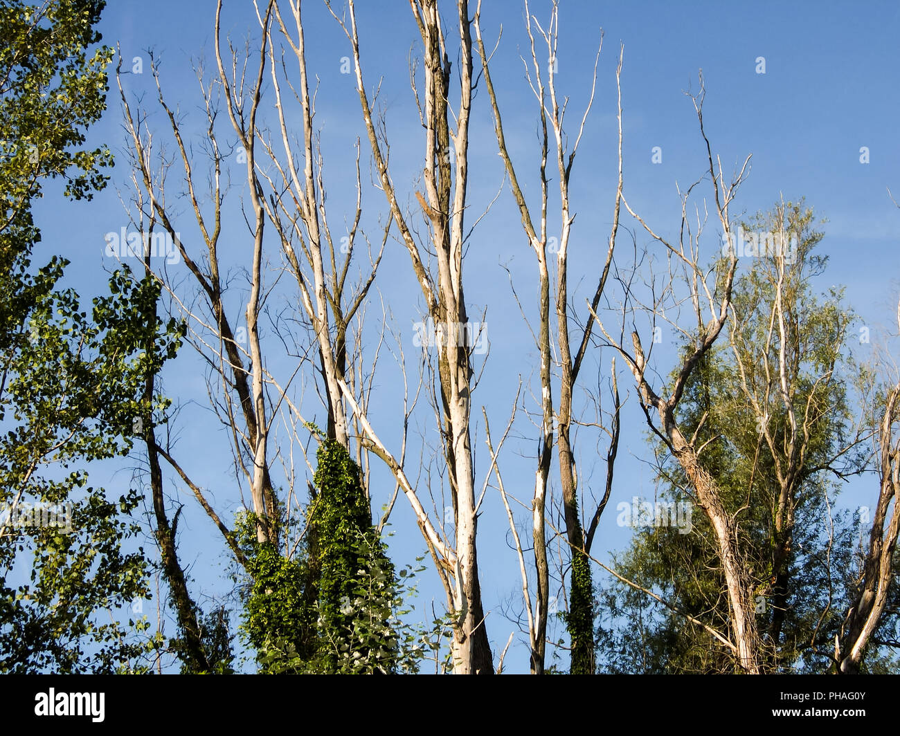 Single old and dead tree branch Stock Photo - Alamy