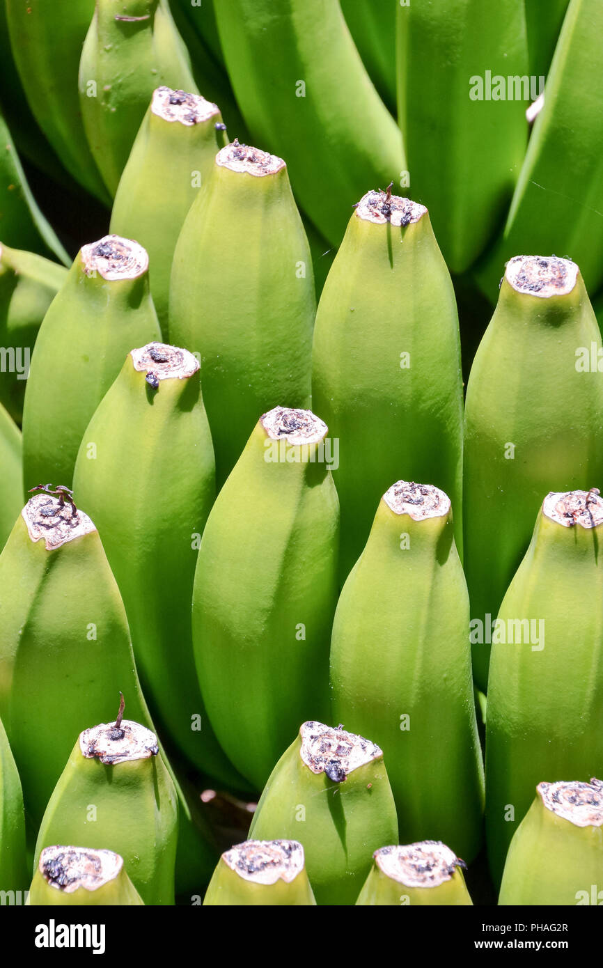 Field of banana hi-res stock photography and images - Alamy