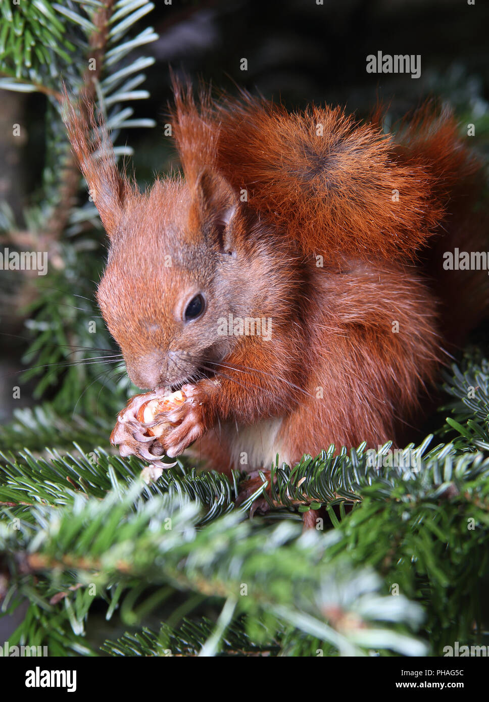 squirrel in a tree Stock Photo - Alamy