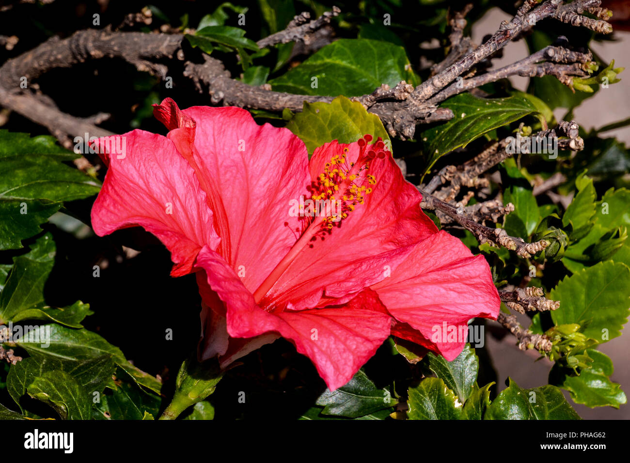 Blooming Flower Background Stock Photo - Alamy