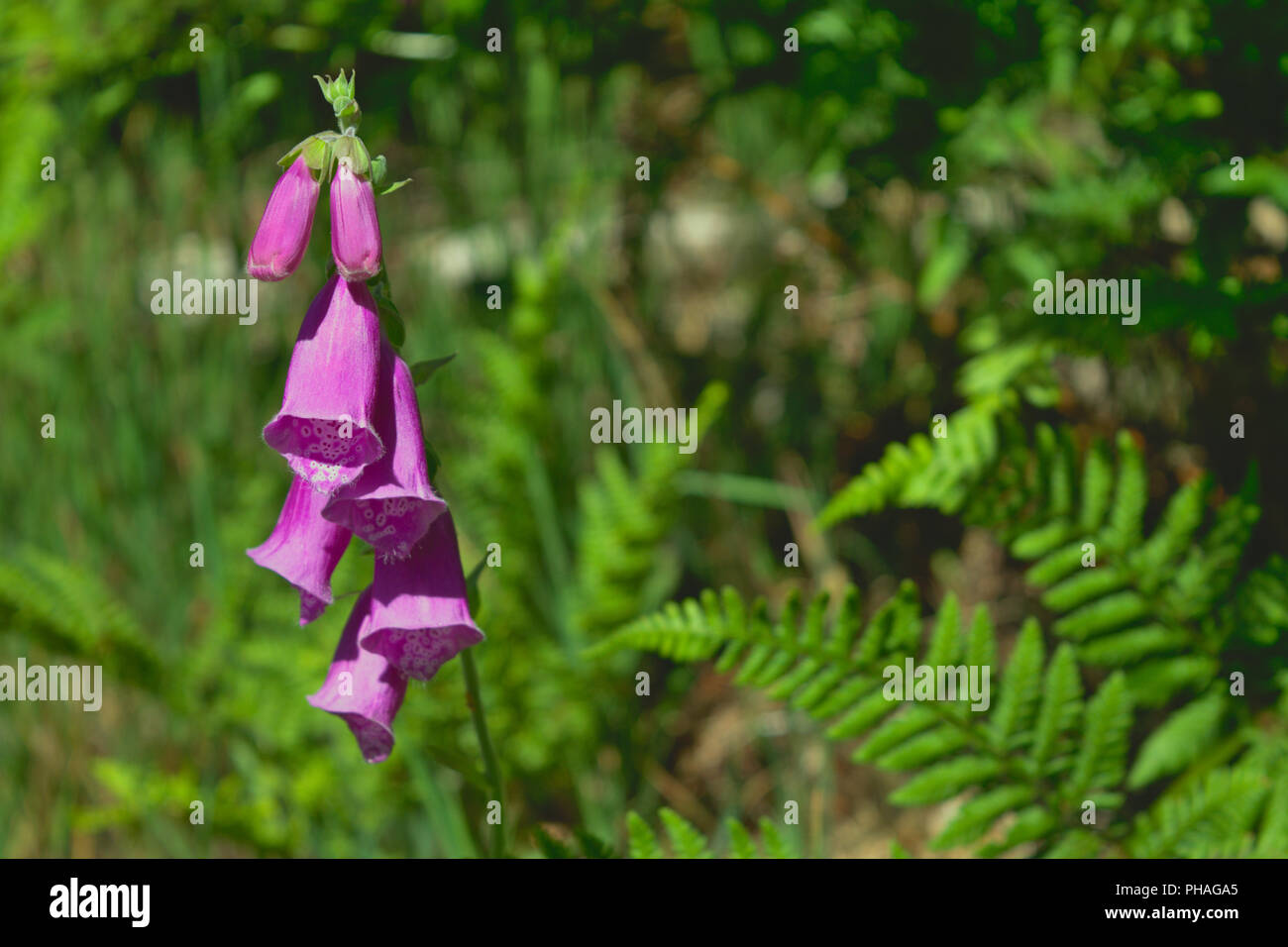 Foxglove - Tyrebagger Woods Stock Photo - Alamy