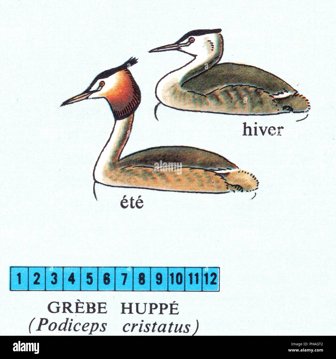 Huppe hi-res stock photography and images - Alamy