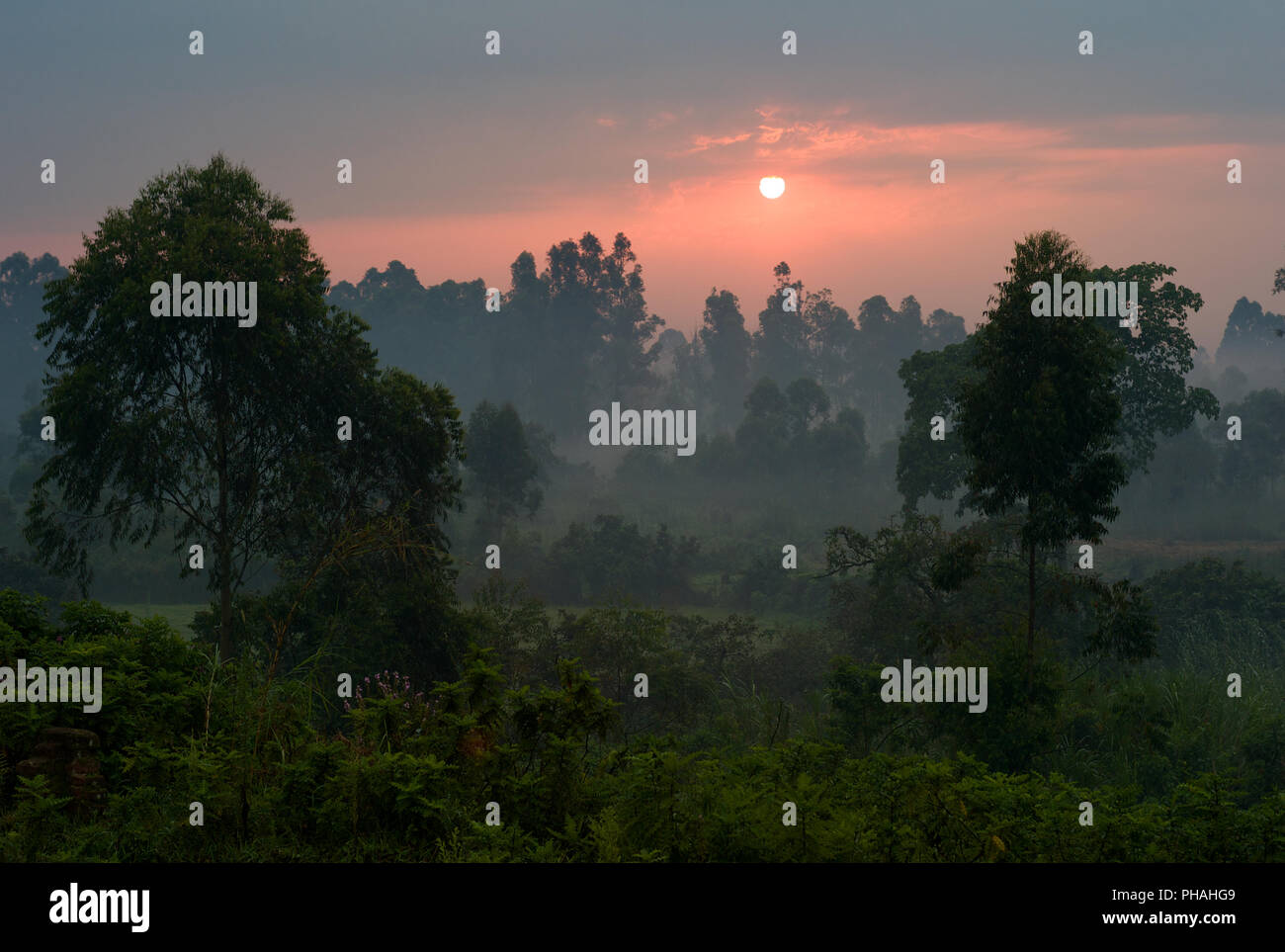 Romantic Misty Landscape with Trees at Dusk in Uganda Stock Photo - Alamy