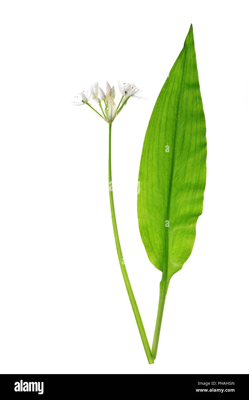 Wild garlic (Allium ursinum Stock Photo - Alamy