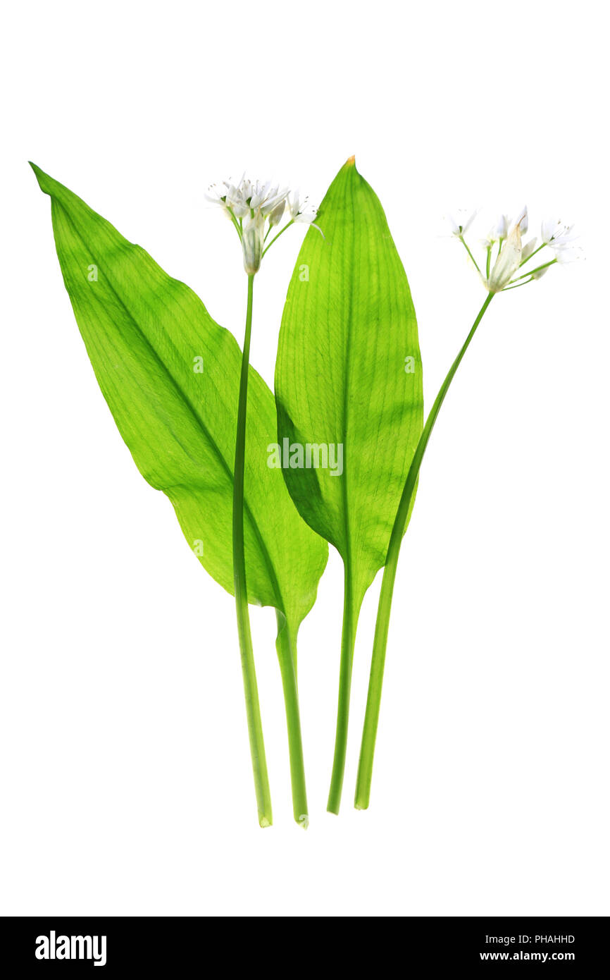 Wild garlic (Allium ursinum Stock Photo - Alamy