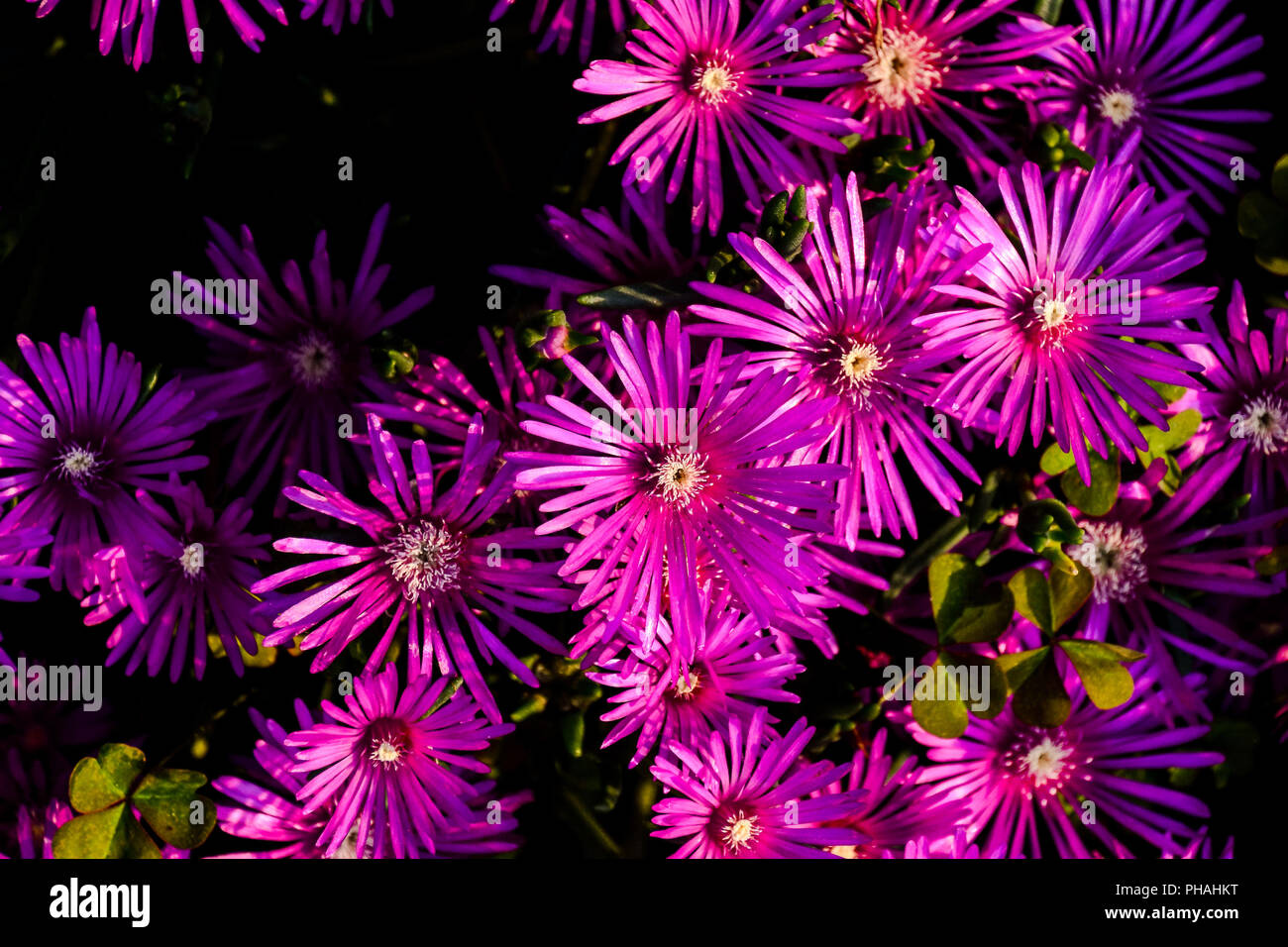 Blooming Flower Background Stock Photo - Alamy