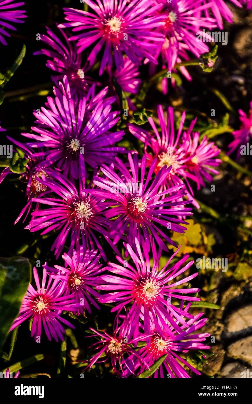 Blooming Flower Background Stock Photo - Alamy