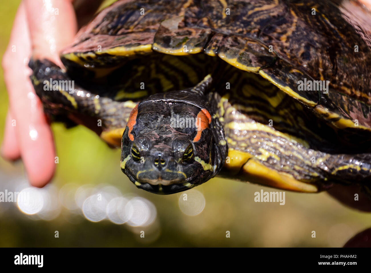 Trachemis hi-res stock photography and images - Alamy