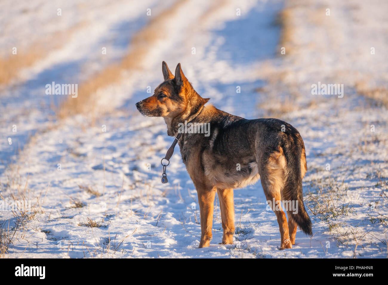 Bearded shepherd hi-res stock photography and images - Alamy