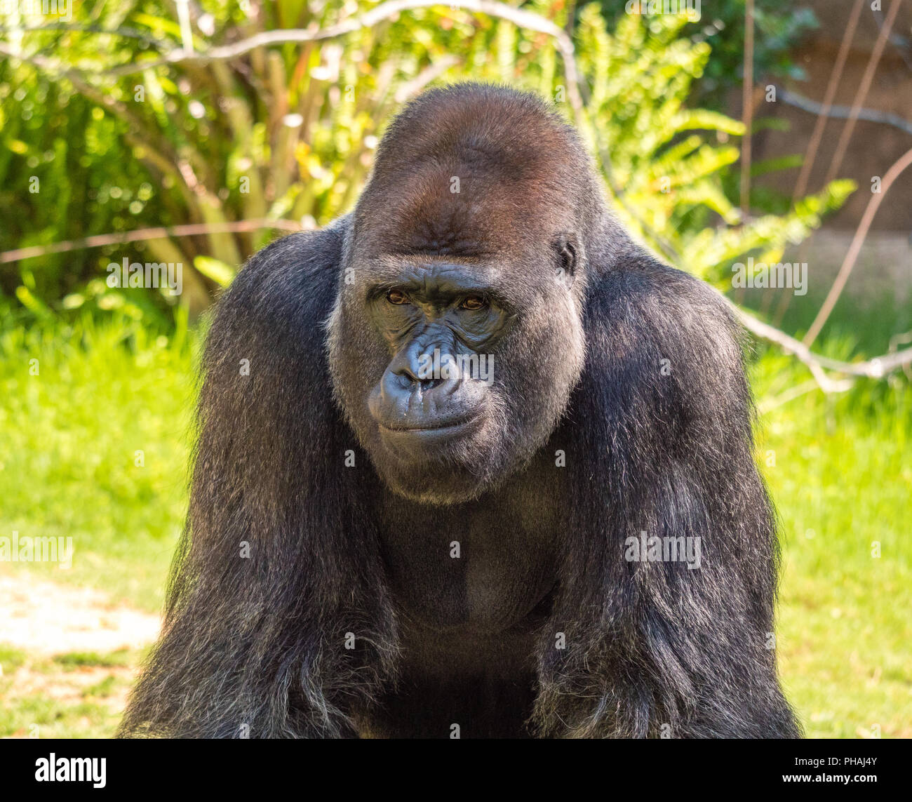 Gorilla gorrila hi-res stock photography and images - Alamy