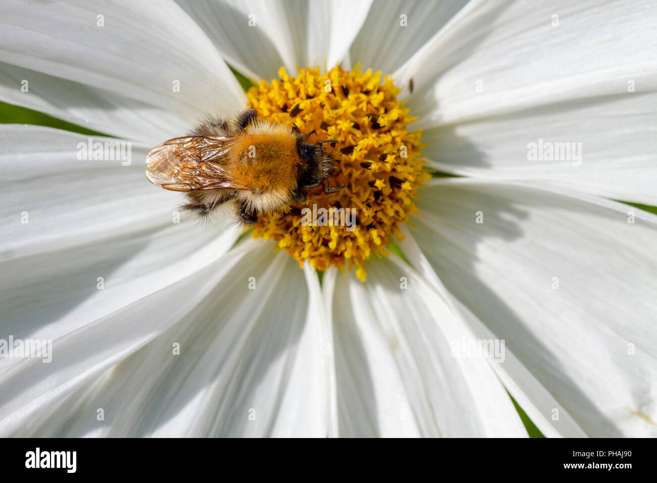 White common cosmos hi-res stock photography and images - Alamy