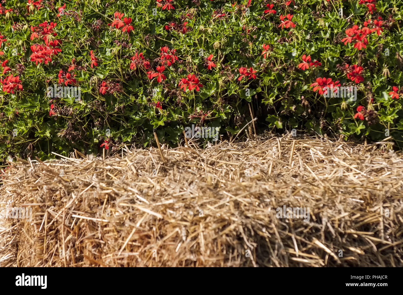 Helichrysum straw daisy hi-res stock photography and images - Alamy