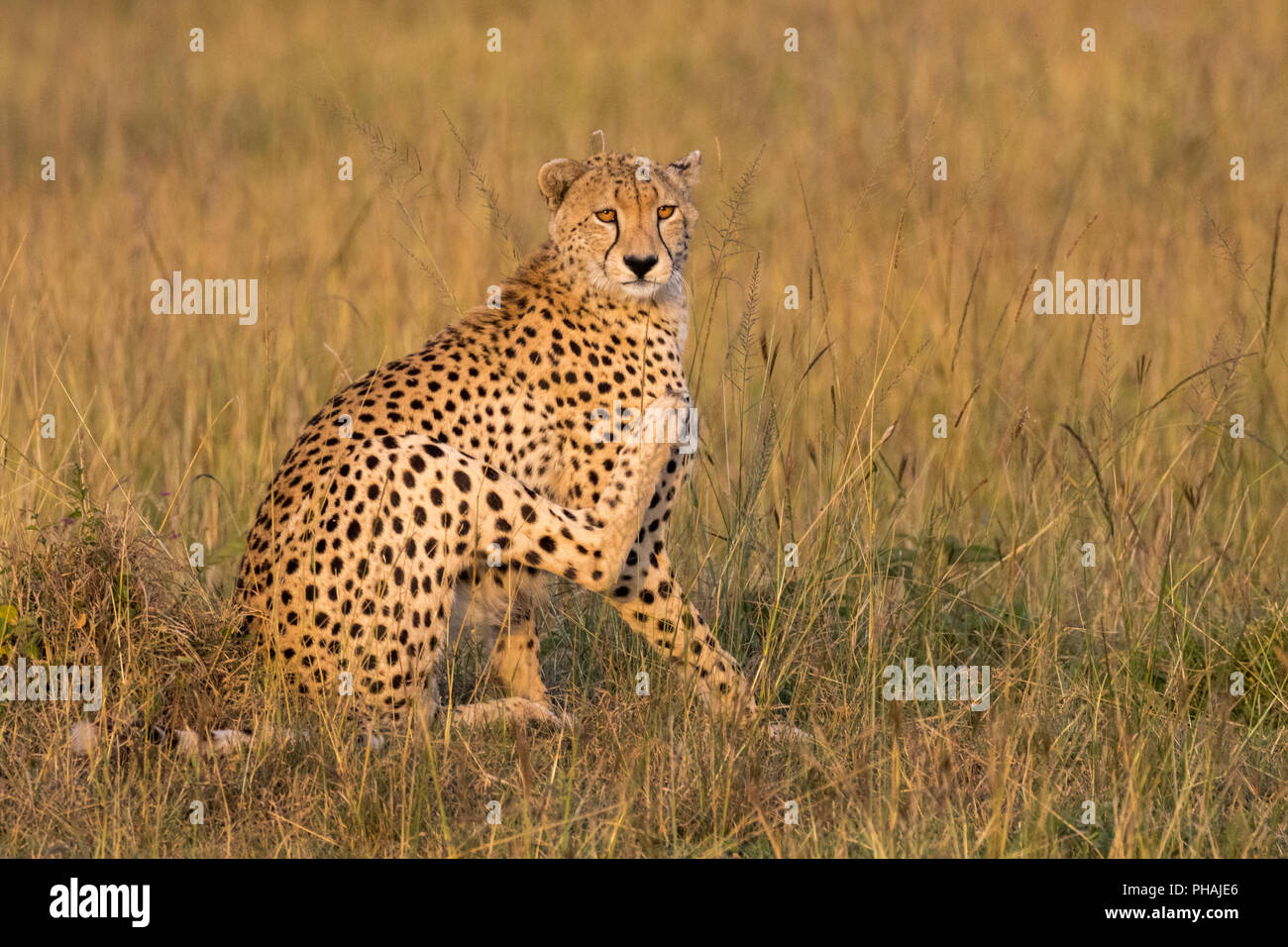 Itching animal hi-res stock photography and images - Alamy