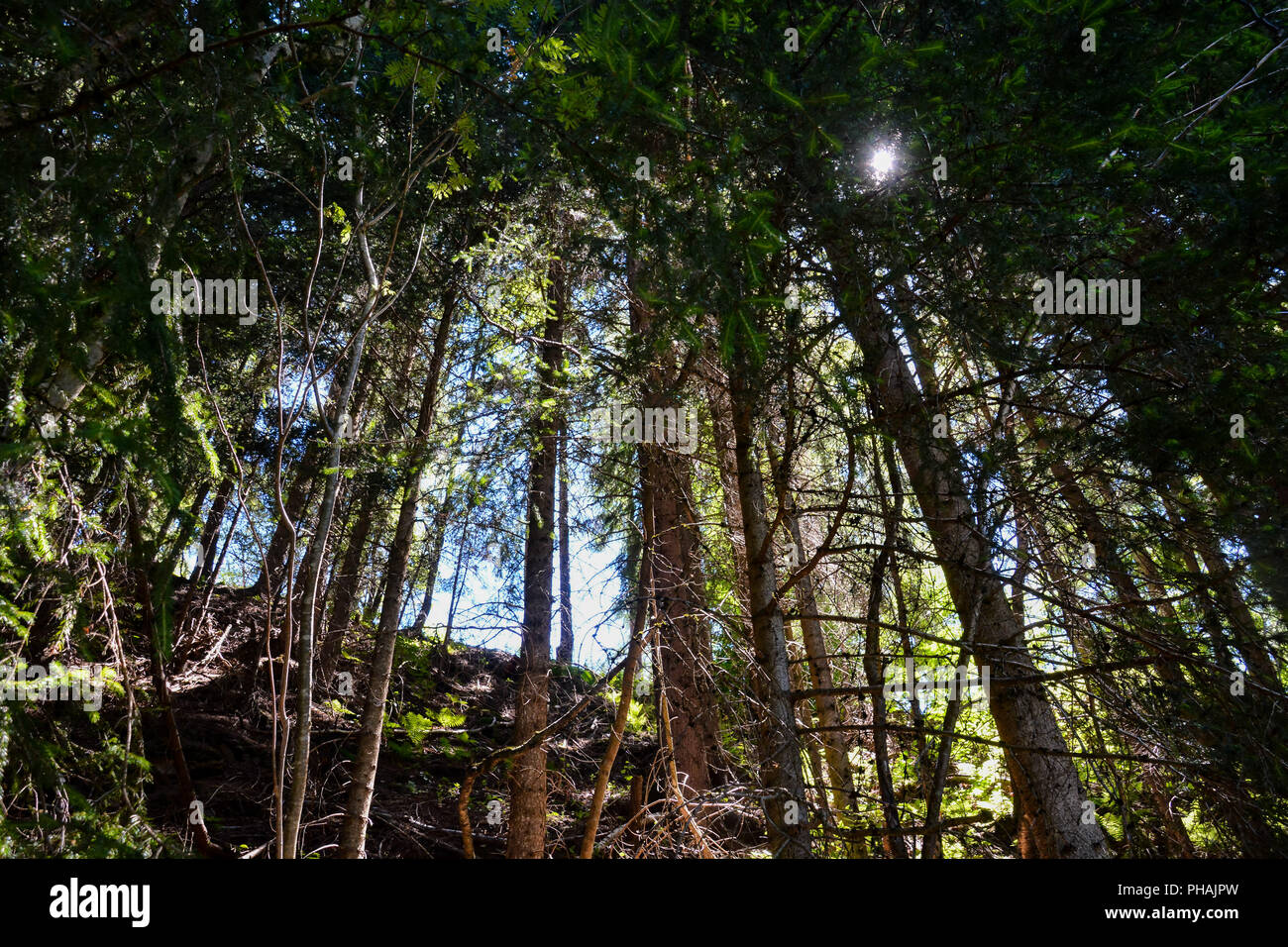Forest seamless pattern texture background Stock Photo - Alamy