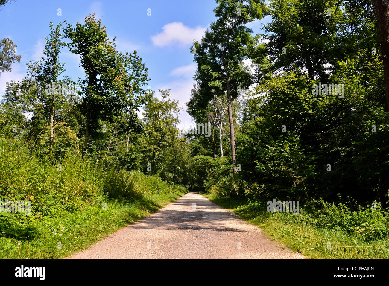 Forest seamless pattern texture background Stock Photo - Alamy